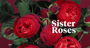 What Are Sister Roses?