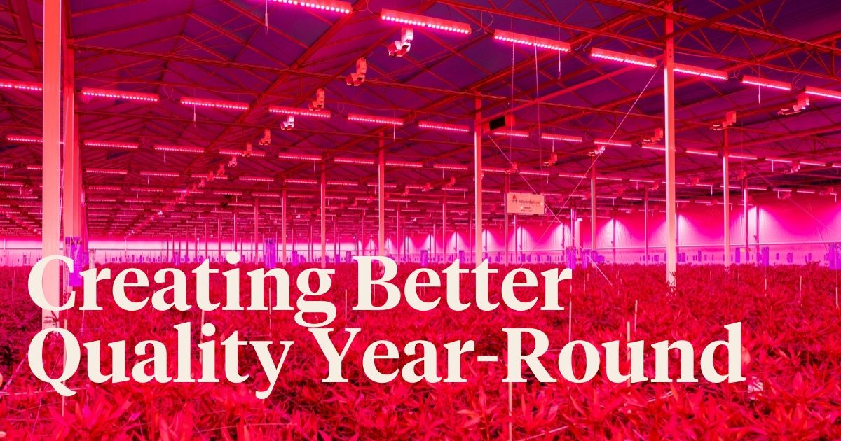 The Future of Floriculture Is Brighter With LED Light Recipes