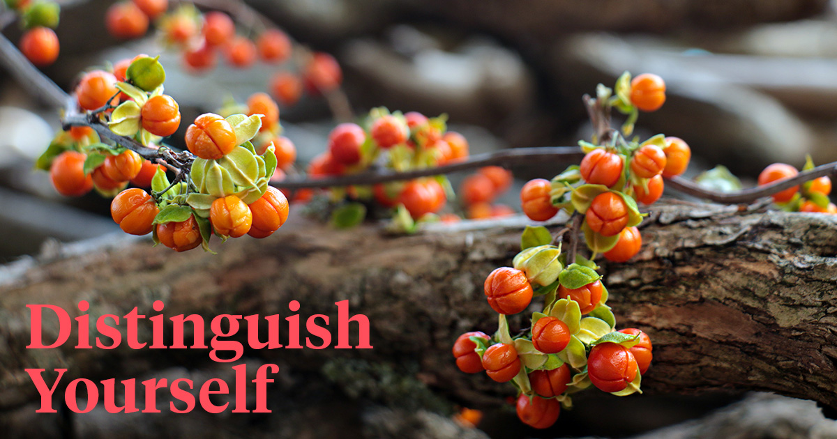 Celastrus the Tree Strangler Grabs Your Attention