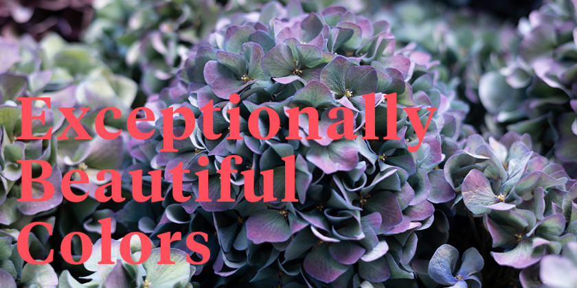 How to Make Hydrangea Classic Stand Out