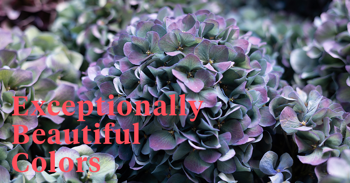 How to Make Hydrangea Classic Stand Out