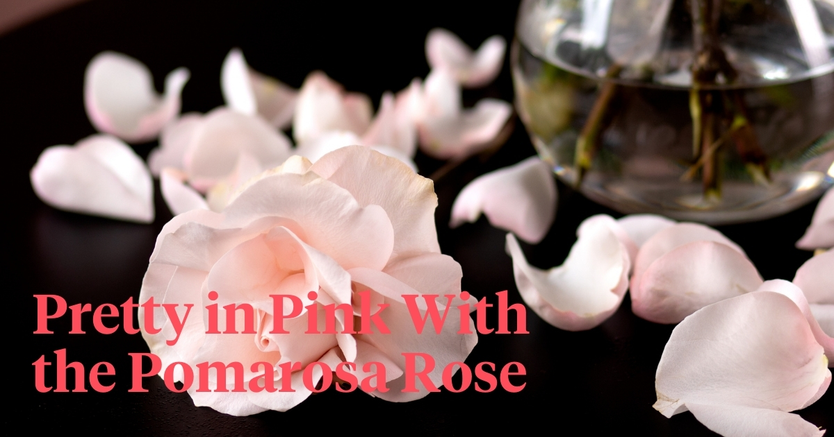 Who Will Say No to the Beautiful Pomarosa Rose?