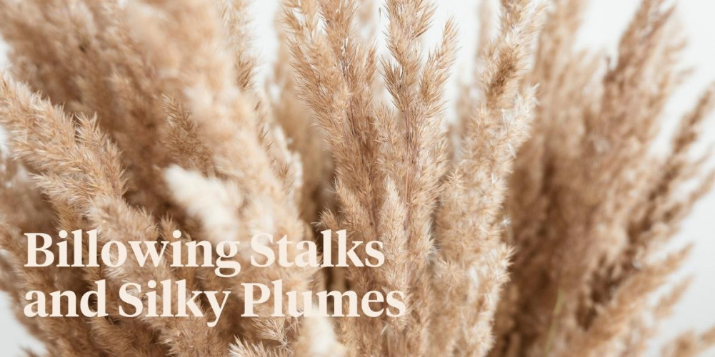 Pampas Grass Trends and Why It’s Here to Stay
