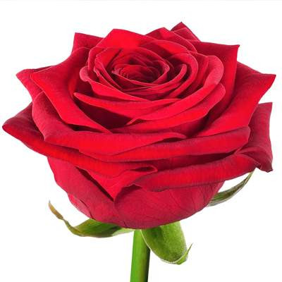 Mayesh Wholesale - Los Angeles Flower Market - Thursd