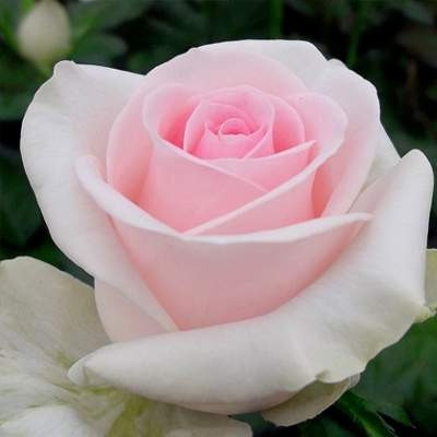 Rose Monte Carlo - Thursd