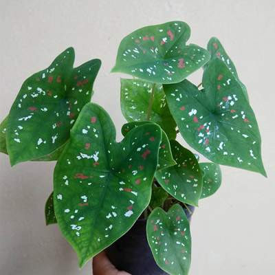 Caladium Florida Clown | Product Featured on Thursd.com