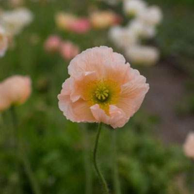 Floret Flower Farm - Grower on Thursd