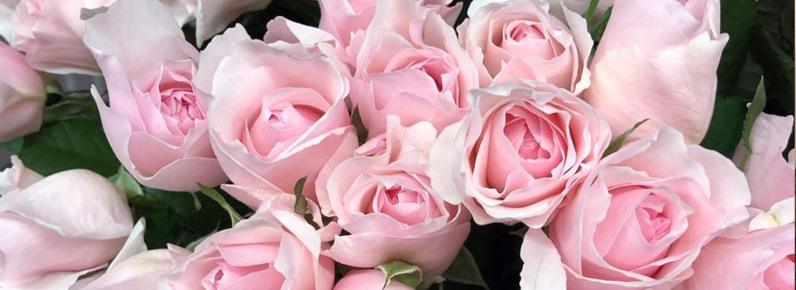 Rose Misaki | Product Featured on Thursd.com