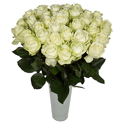 Rose Barbarella - Thursd