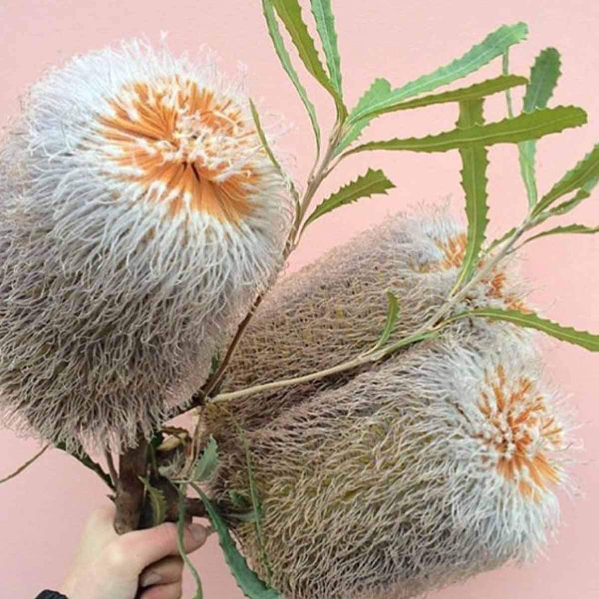 Banksia Baueri | Product Featured on Thursd.com