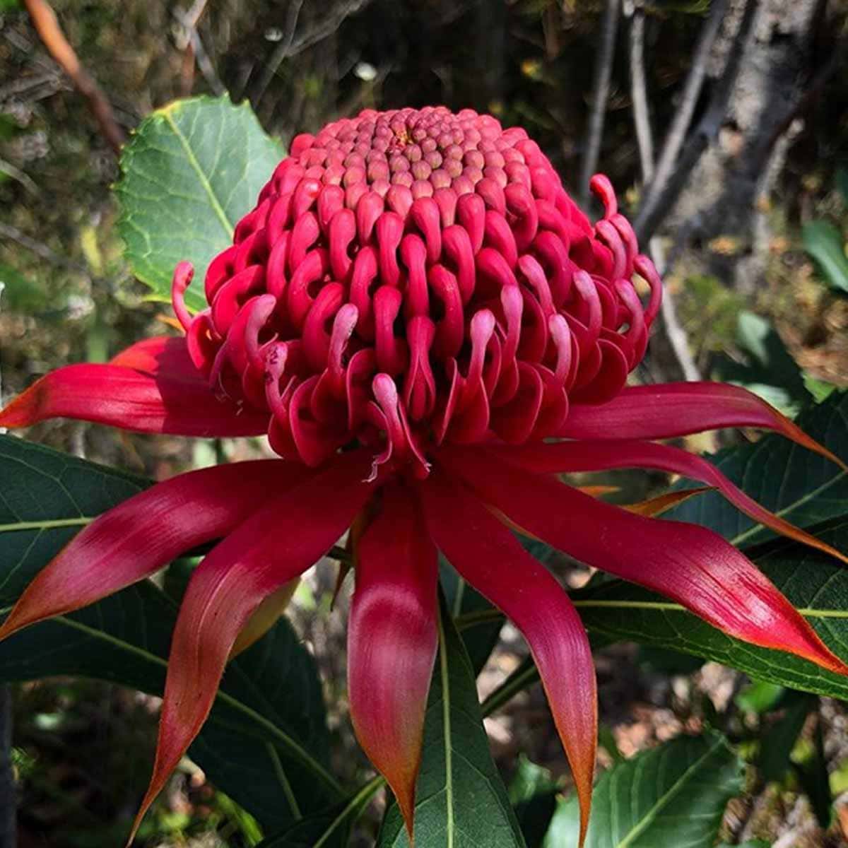 Waratah Shady Lady® Crimson | Product Featured on Thursd.com