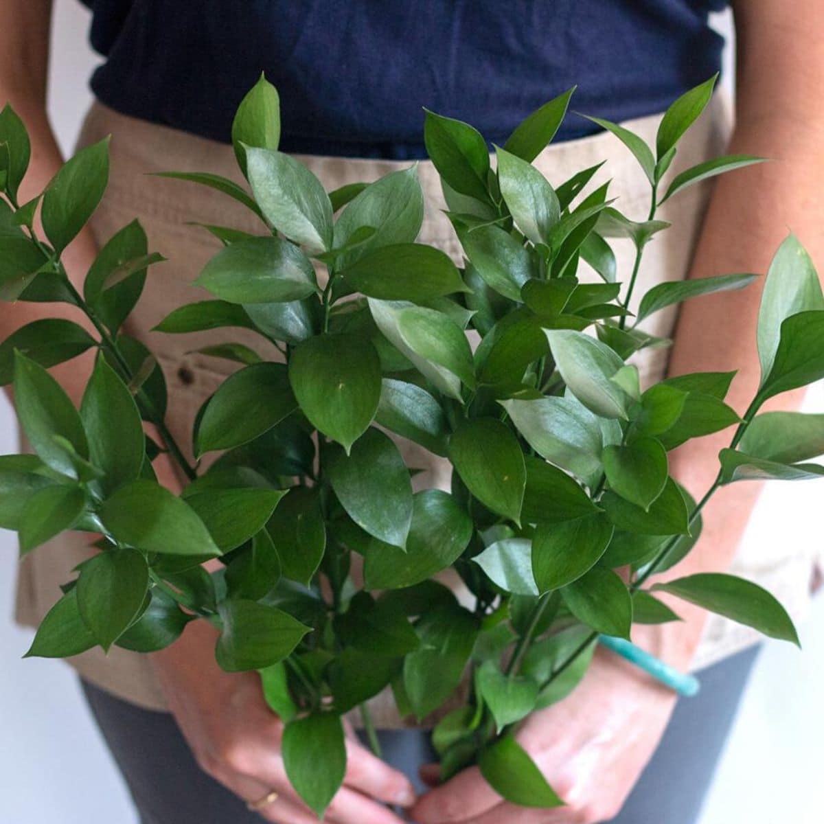 Ruscus Hypophyllum | Product Featured on Thursd.com