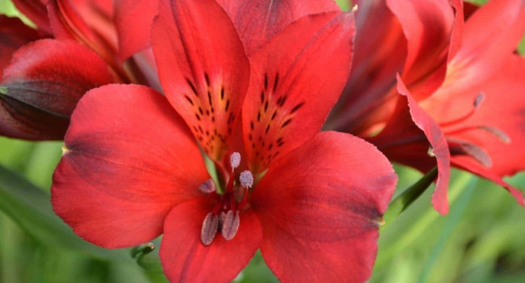 Alstroemeria Samurai - Product on Thursd