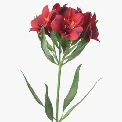 Alstroemeria Samurai - Product on Thursd