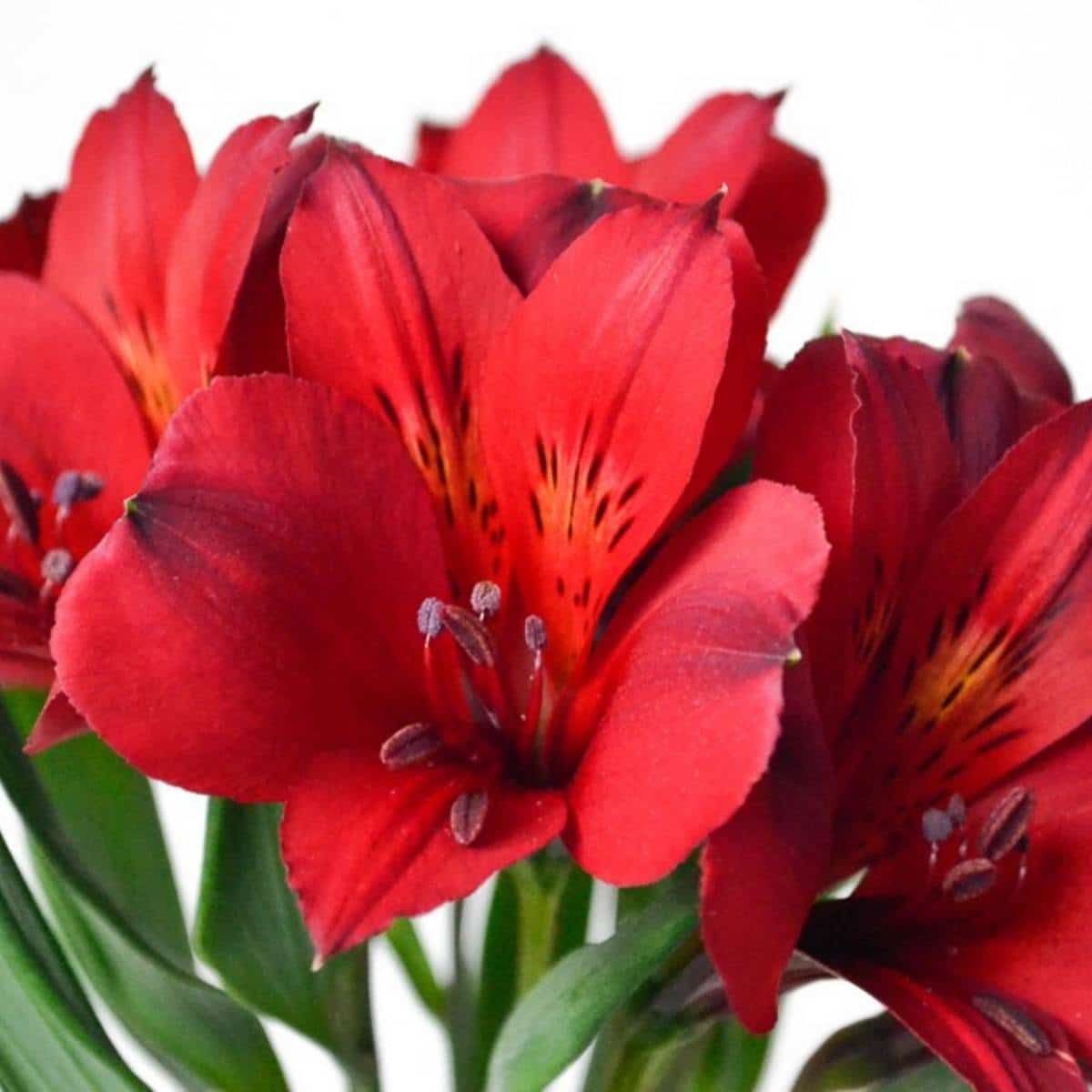 Alstroemeria Samurai
