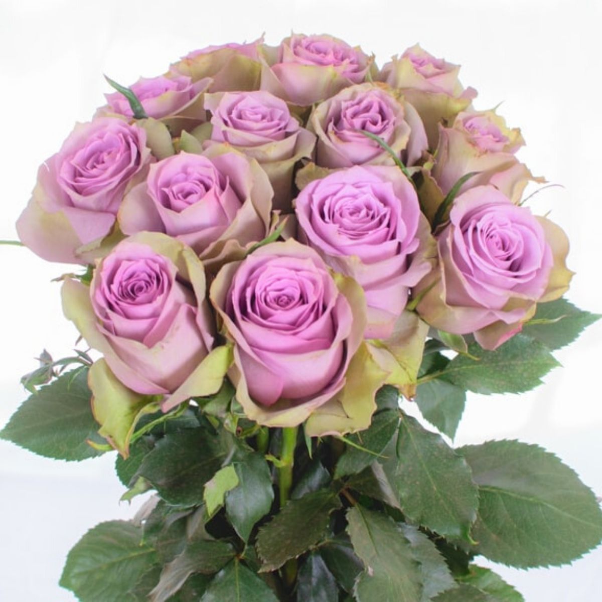 Rose Samantha's Bridal