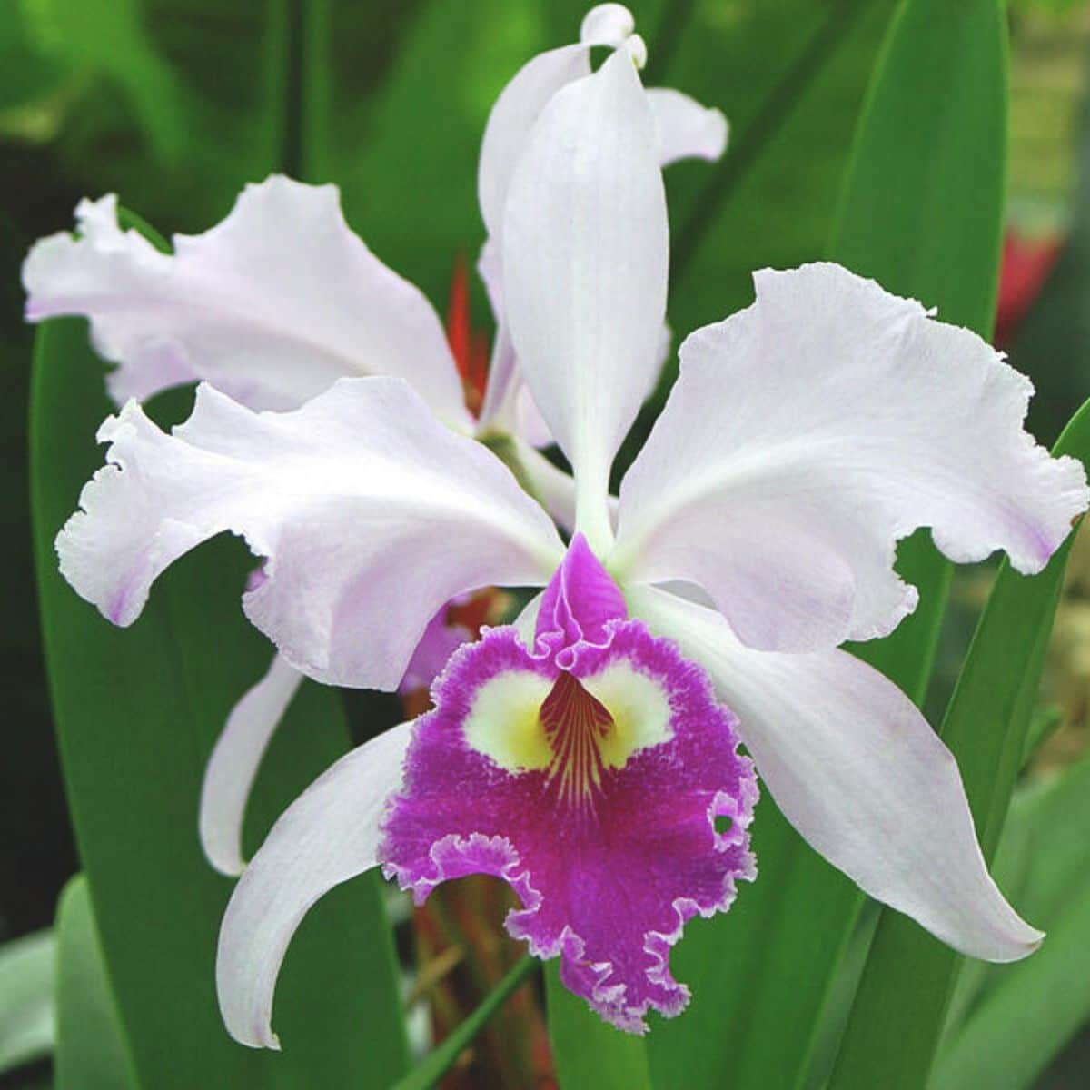 Cattleya Trianae | Product Featured on Thursd.com