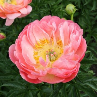 Peony Coral Sunset