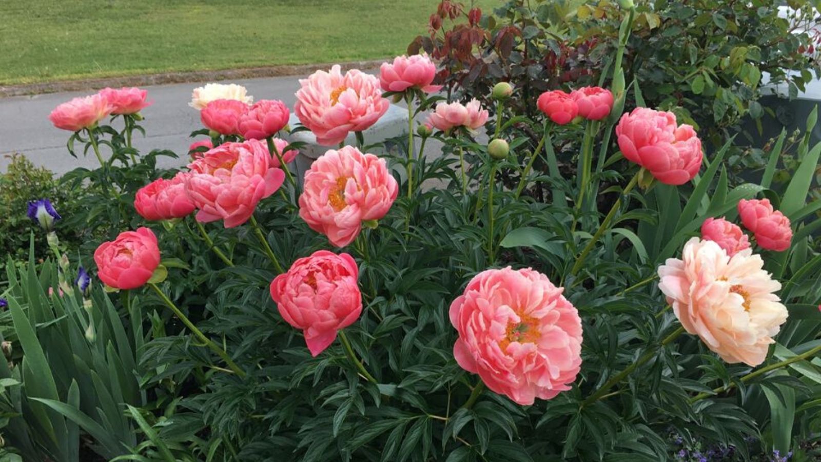 Peony Coral Sunset