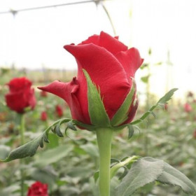 Subati Group - Grower featured on Thursd