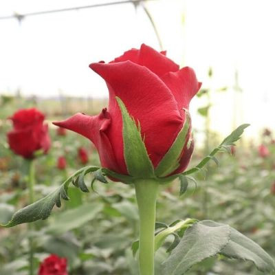 Subati Group - Grower featured on Thursd