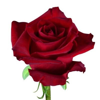 Subati Group - Grower featured on Thursd