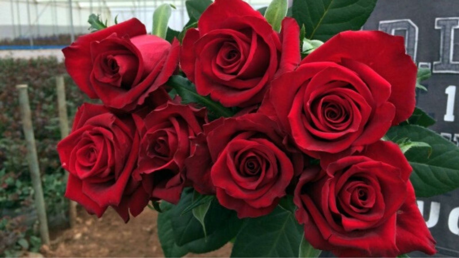 Rose Ever Red | Product on Thursd.com