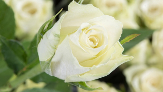 Rose Athena | Product Featured on Thursd.com