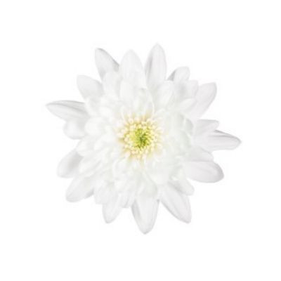 Chrysanthemum Pina Colada
