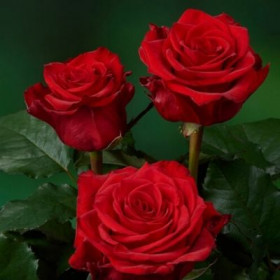 Rose Born Free - Thursd