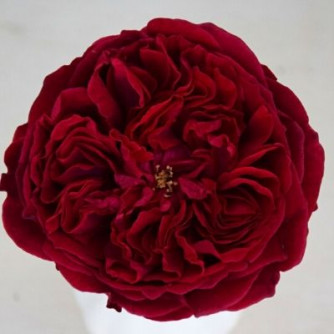 Rosaprima - Grower on Thursd