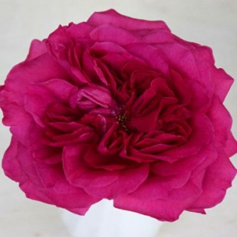 Rose Osiana - Thursd