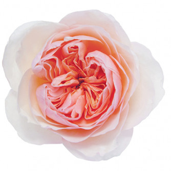 Mayesh Wholesale - Los Angeles Flower Market - Thursd