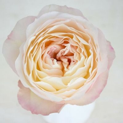 Spray Rose Lady of the Dawn - Thursd