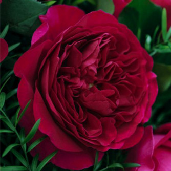 Spray Rose Lady of the Dawn - Thursd