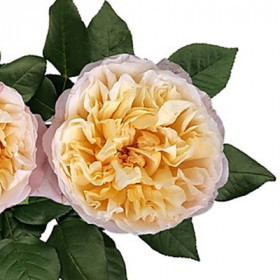 Rosehip Tender Hiphop - Thursd