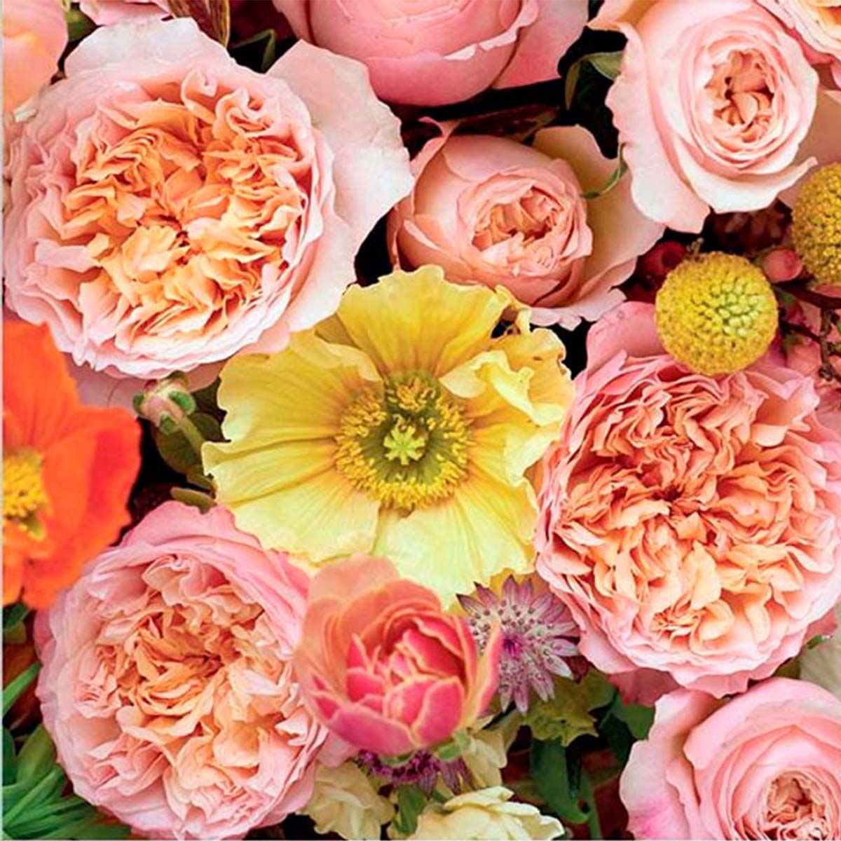 Rose Edith - Product on Thursd