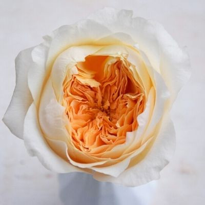 Mayesh Wholesale - Los Angeles Flower Market - Thursd