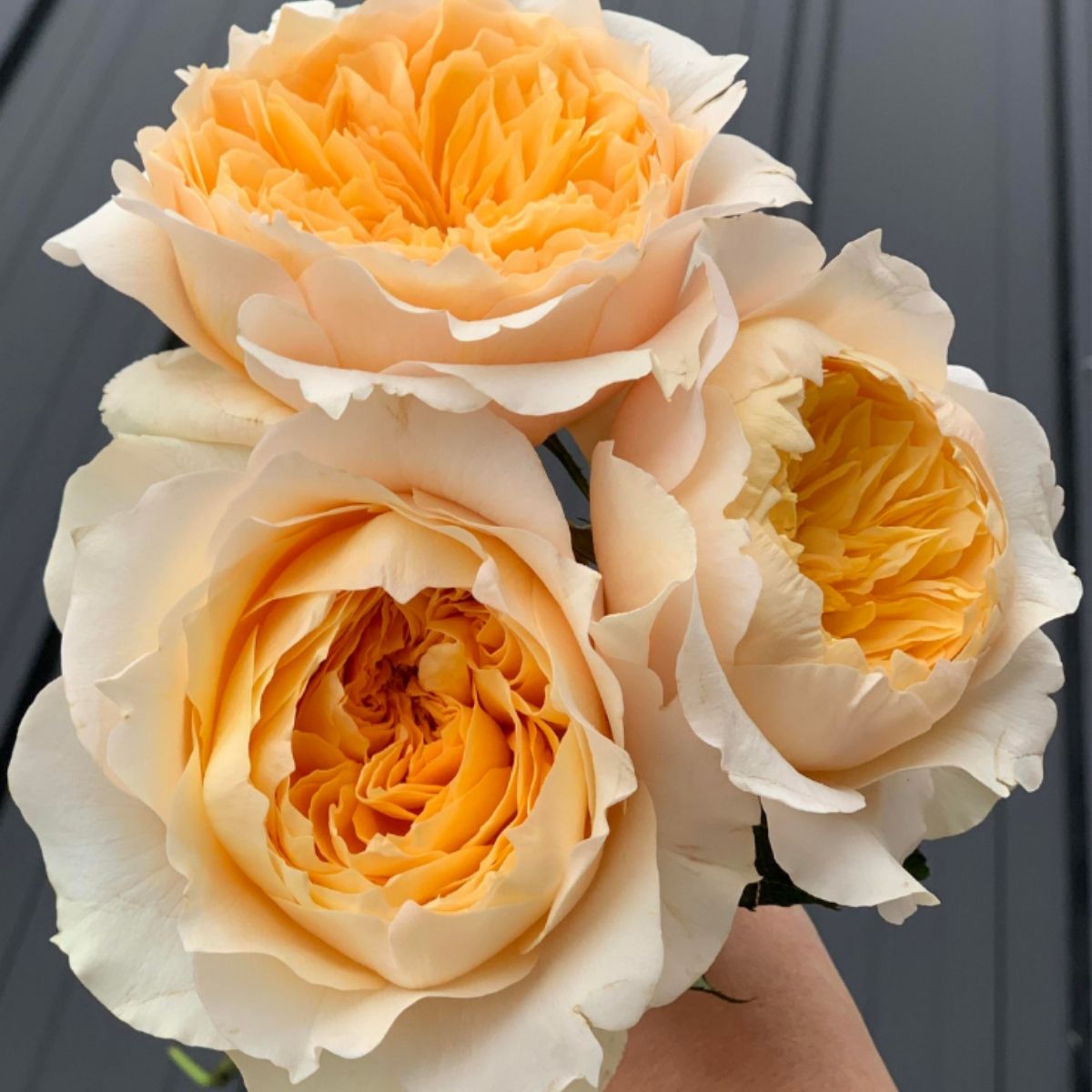 Rose Effie - Product on Thursd