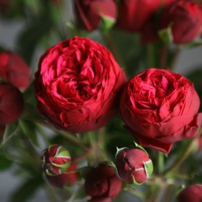 Mayesh Wholesale - Los Angeles Flower Market - Thursd