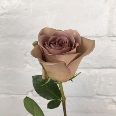 Mayesh Wholesale - Los Angeles Flower Market - Thursd