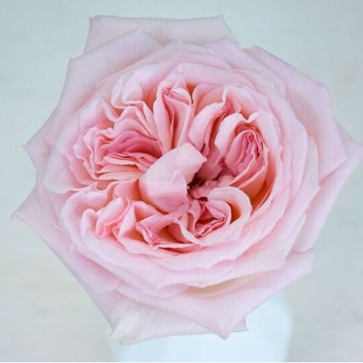 Mayesh Wholesale - Los Angeles Flower Market - Thursd