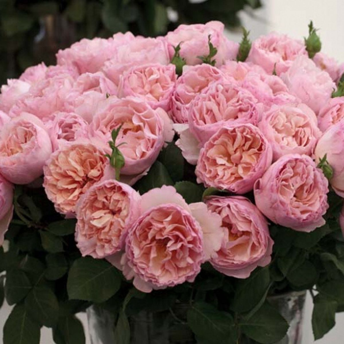 Rose Princess Charlene of Monaco - Product onThursd