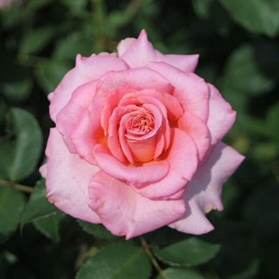 Alexandra Farms - Thursd