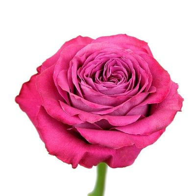 Mayesh Wholesale - Los Angeles Flower Market - Thursd