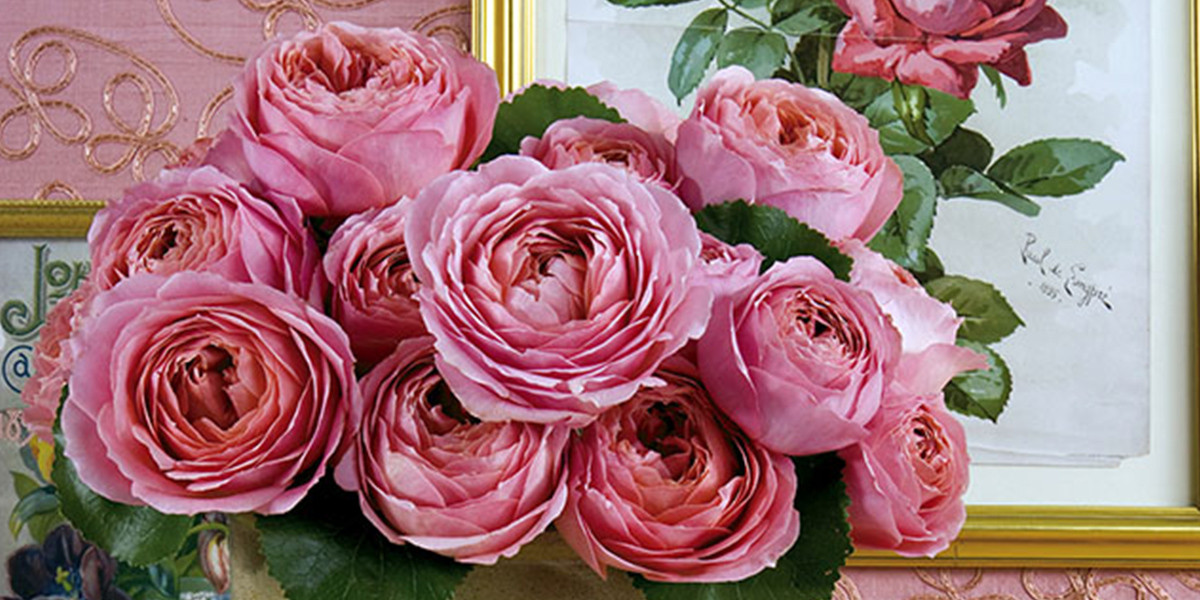 Rose Romantic Antike