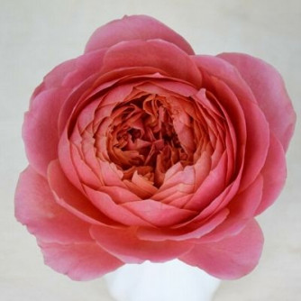 Rose Romantic Antike