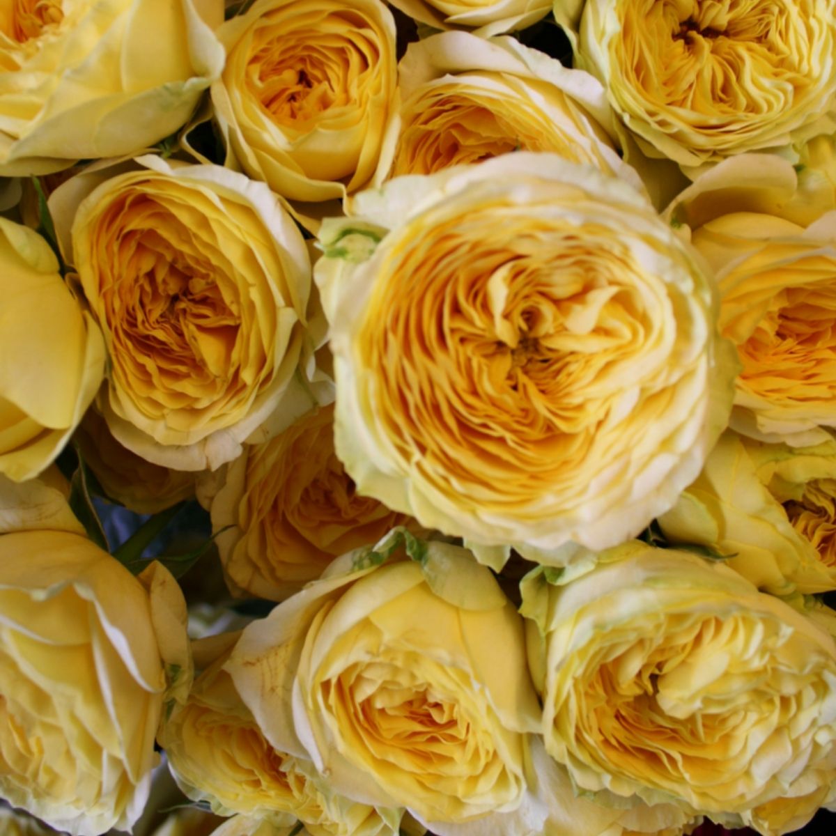 Rose Catalina | Product Featured on Thursd.com
