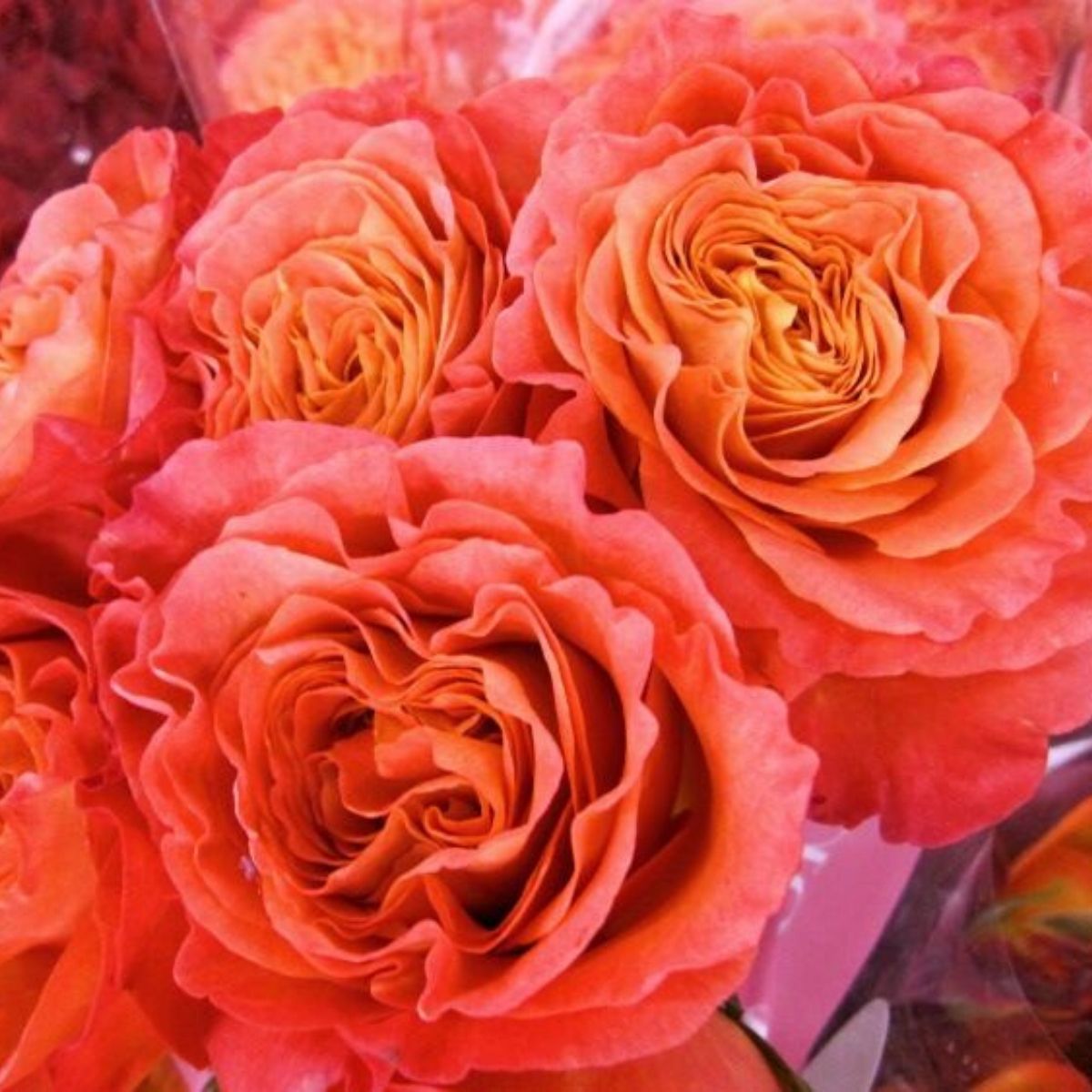 Rose Sunset | Product Featured on Thursd.com