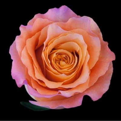 Rosaprima - Grower featured on Thursd
